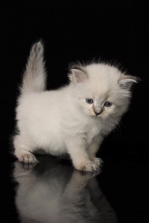Baby Kittens For Free Near Me Consumerpie